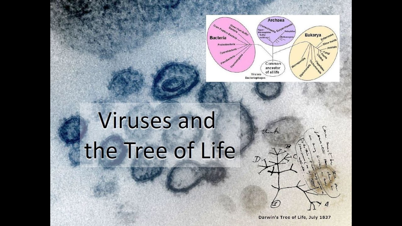 Viruses and the Tree of Life - YouTube