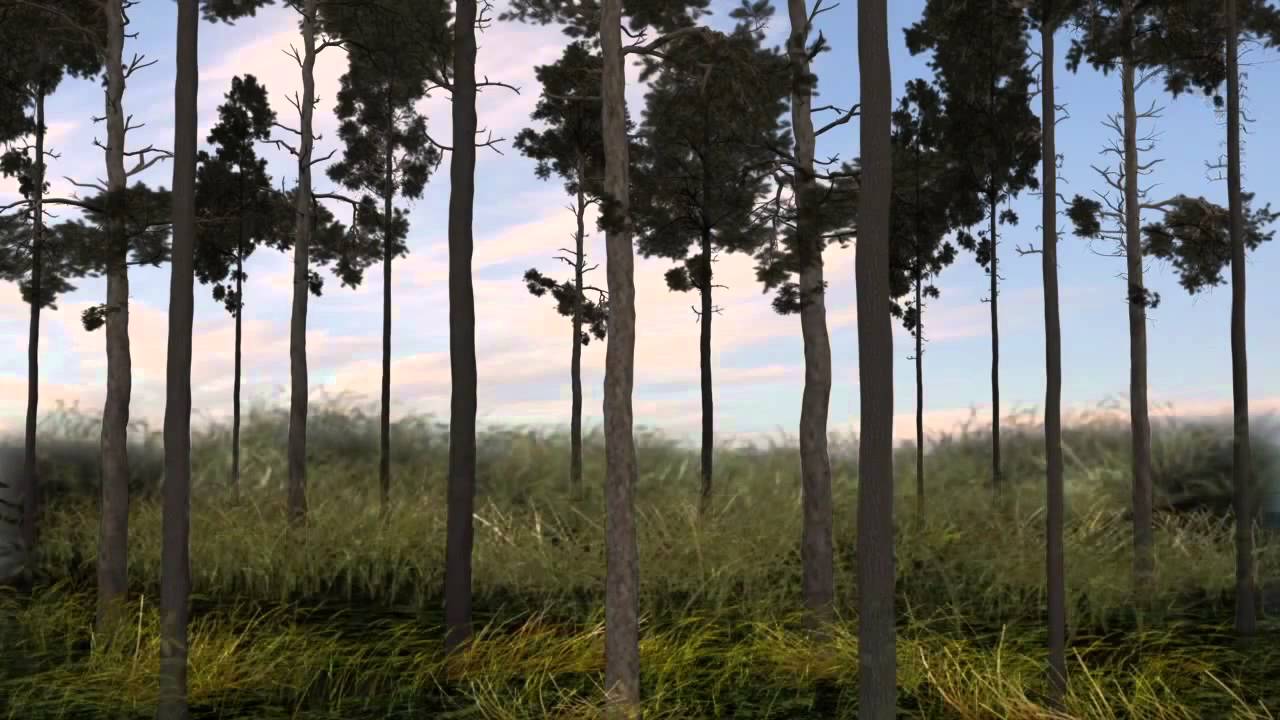 Restoring a Natural Wonder: The Longleaf Pine Forest - YouTube