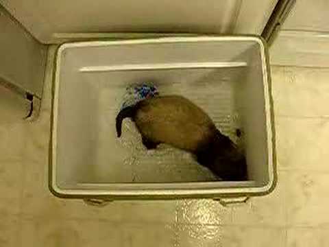 Shadow the ferret plays in a cooler of cold water, R.I.P. - YouTube