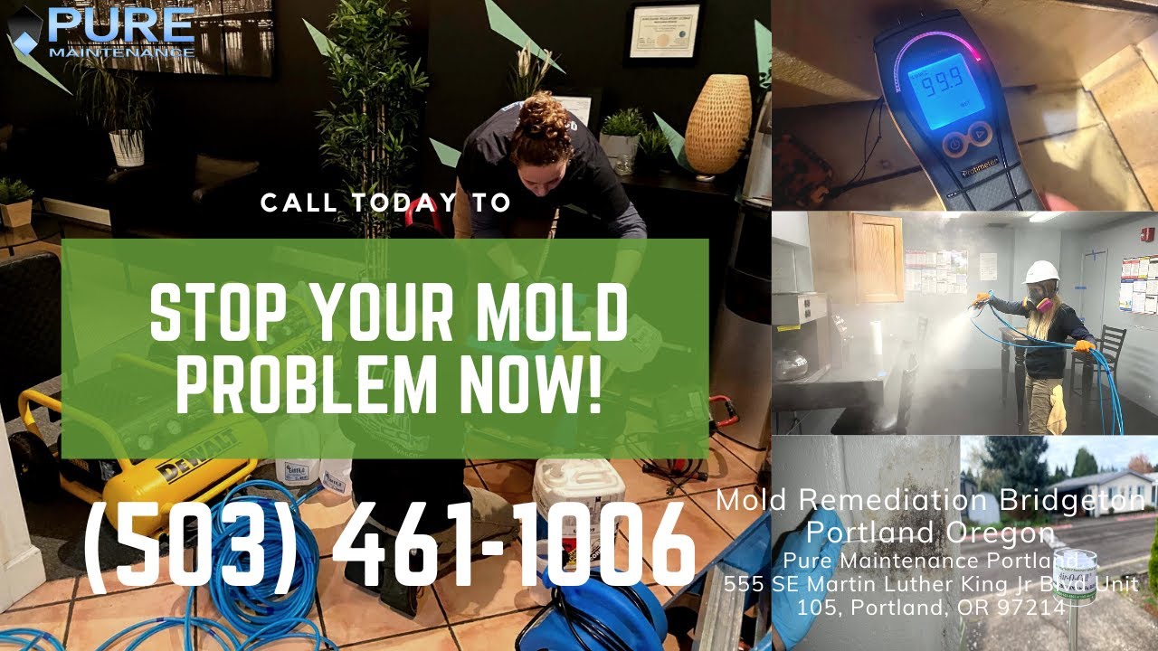 Mold Remediation Bridgeton Portland Oregon - Pure Maintenance Portland ...