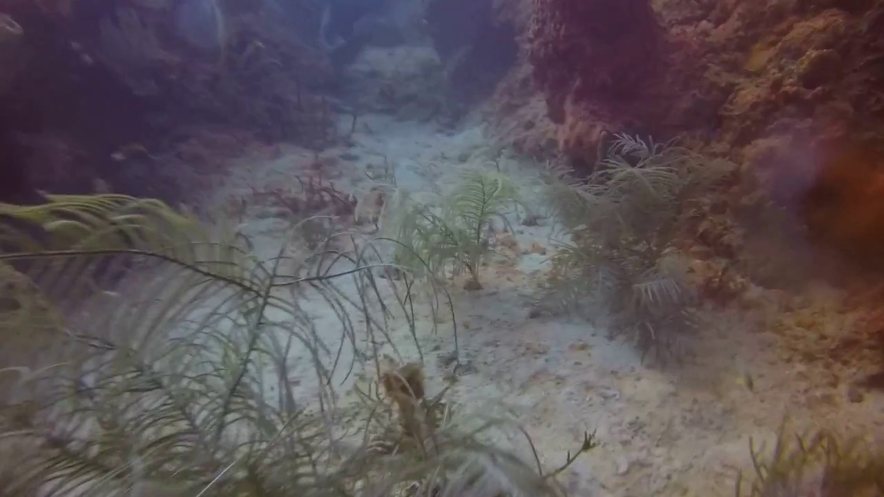 Sunkist Reef (Pompano Beach) - WATCH IN HD - YouTube