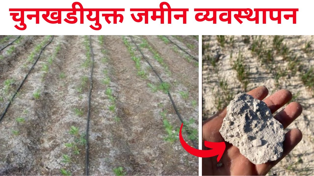 चुनखडीयुक्त जमीन व्यवस्थापन | chunkhadi jamin | chunkhadi soil in ...