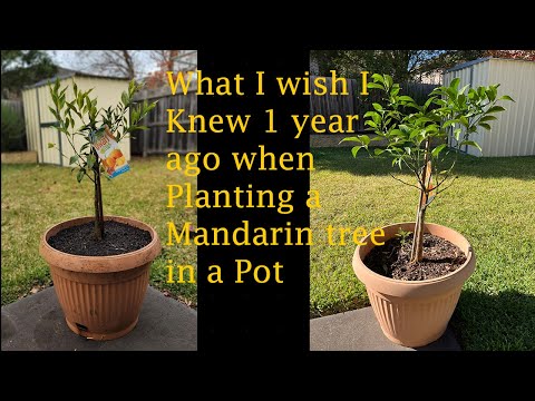 What I wish I knew when I planted my Mandarin tree