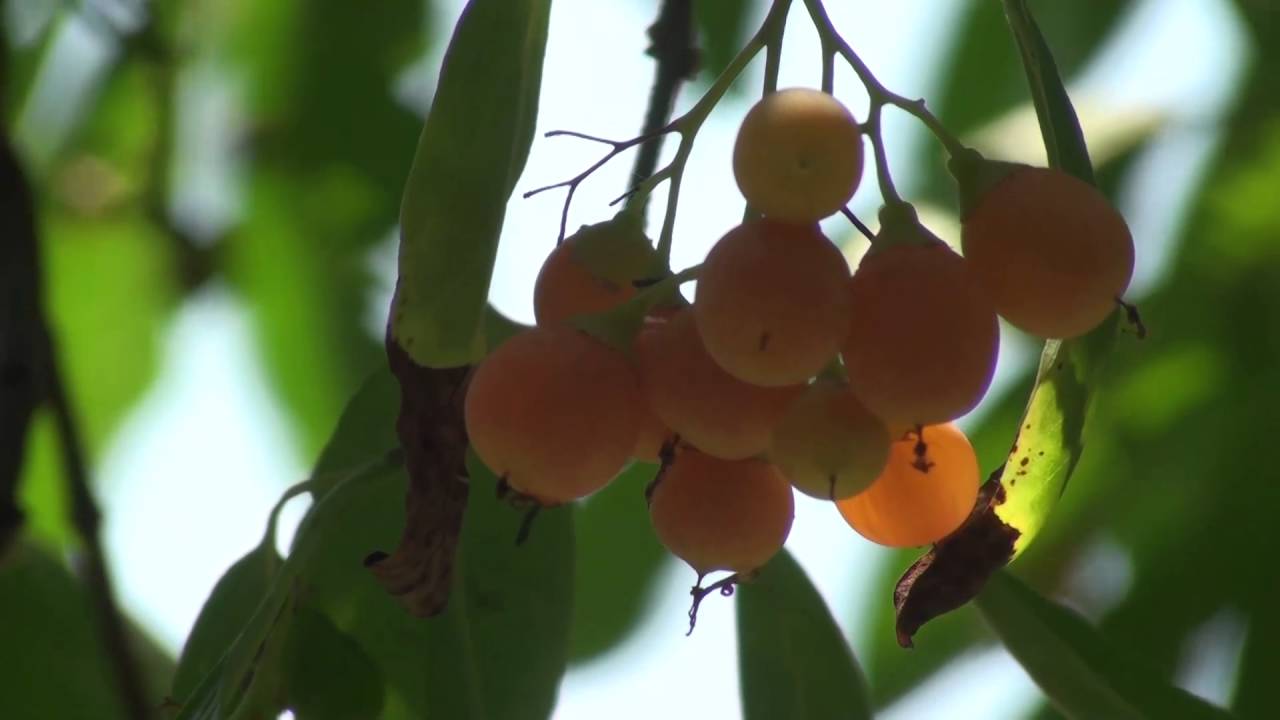 Cordia gharaf Gondni - YouTube