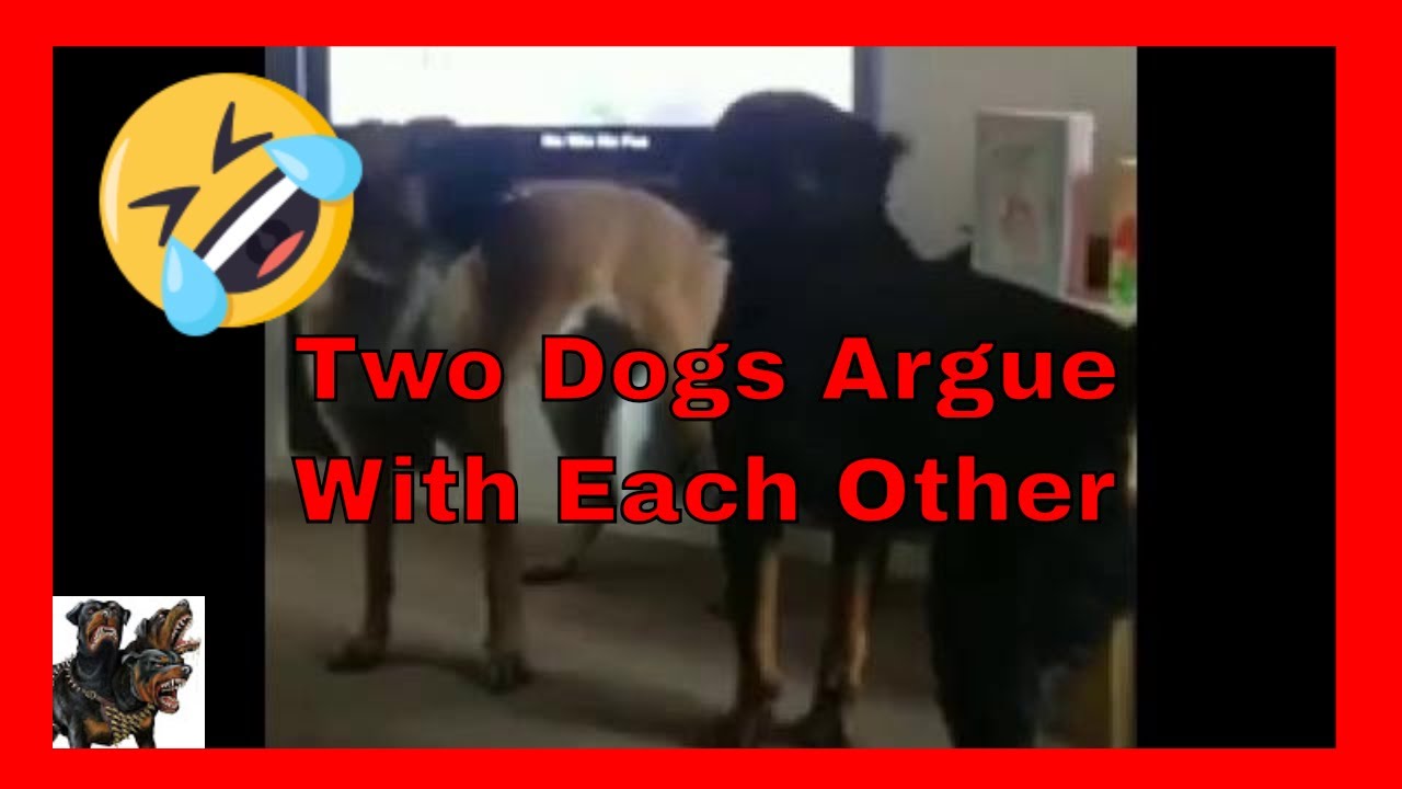 Funny dogs. Two dogs argue with each other. cerberusk9uk - YouTube
