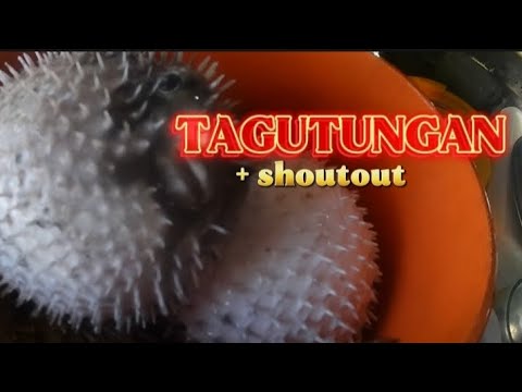Tagutungan target sa pana ni master - YouTube