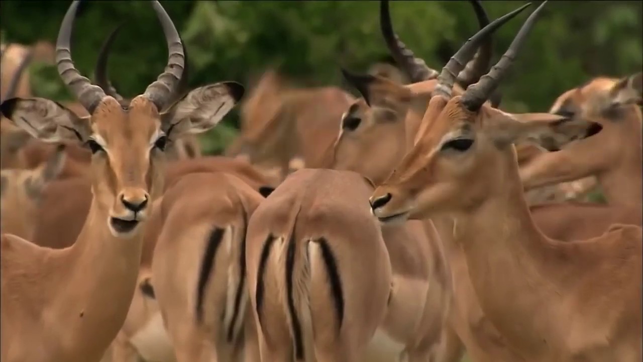 The Rare and Exotic Animals - Best National Geographic Documentary Ever ...