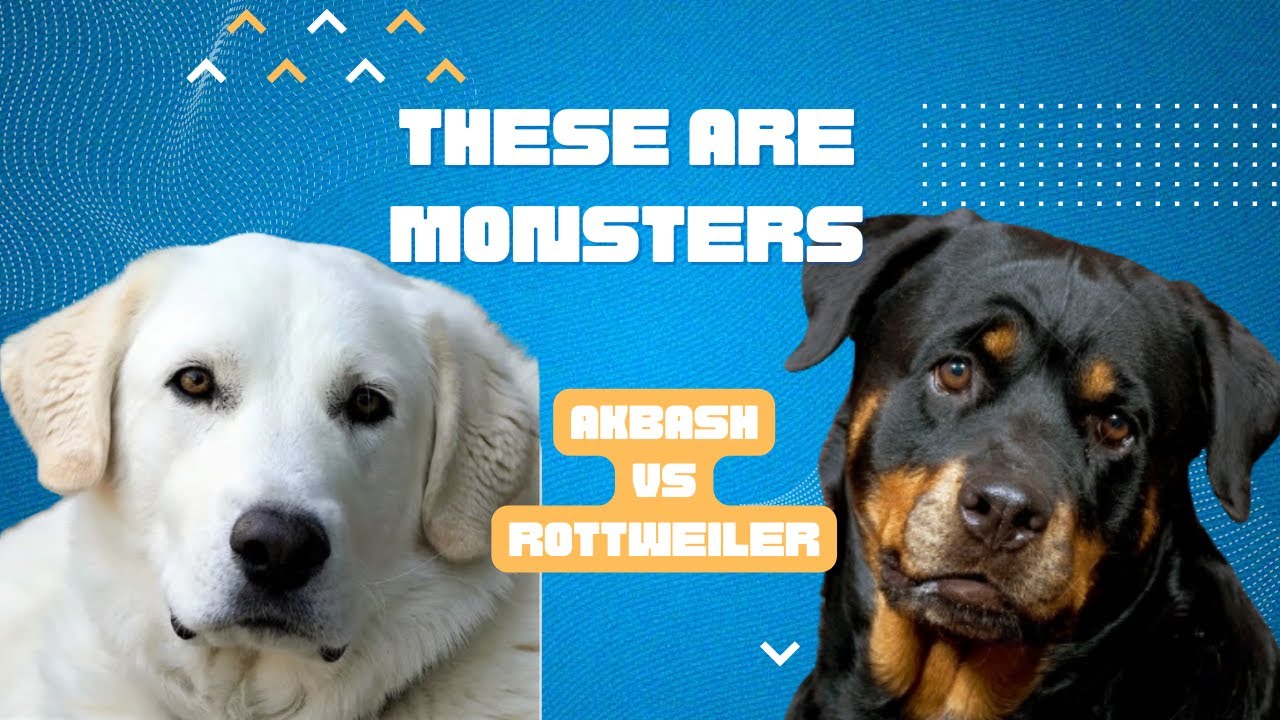 PLEASE BE CAREFUL, NEITHER OF THEM ARE CONNECTED. AKBASH vs ROTTWEILER ...