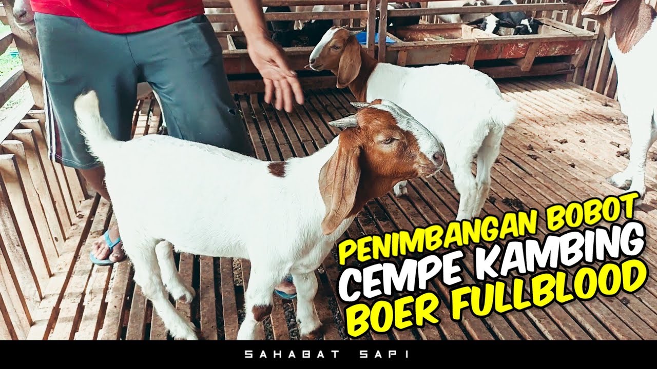 Penimbangan Bobot Cempe Kambing Boer Fullblood | Peternakan Kambing ...