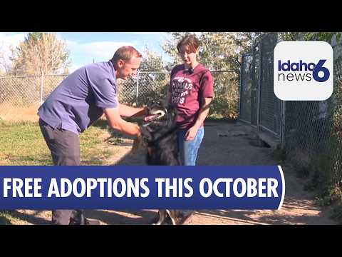 Jerome Animal Shelter keeps no-kill status, offers free October adoptions