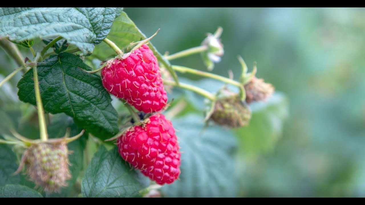 Raspberry Production in Southern Maryland - YouTube