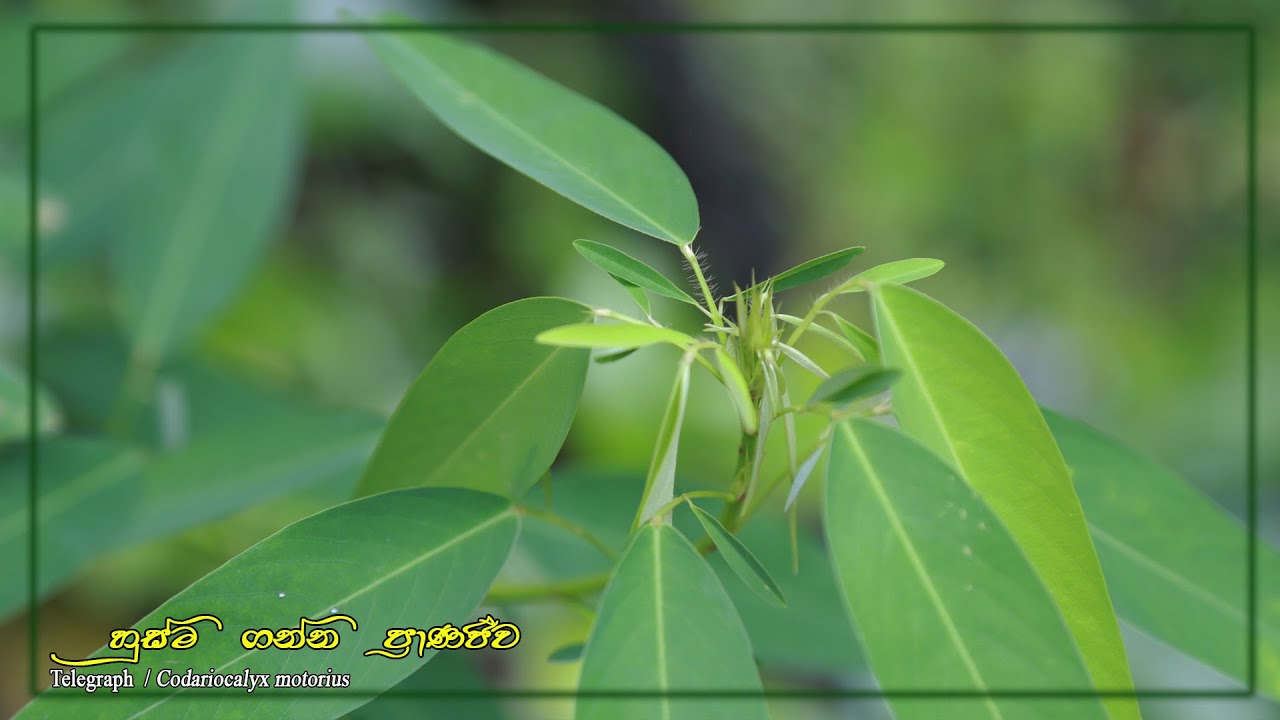 හුස්ම ගන්න ප්‍රාණජීව - Telegraph Plant / Codariocalyx motorius - YouTube