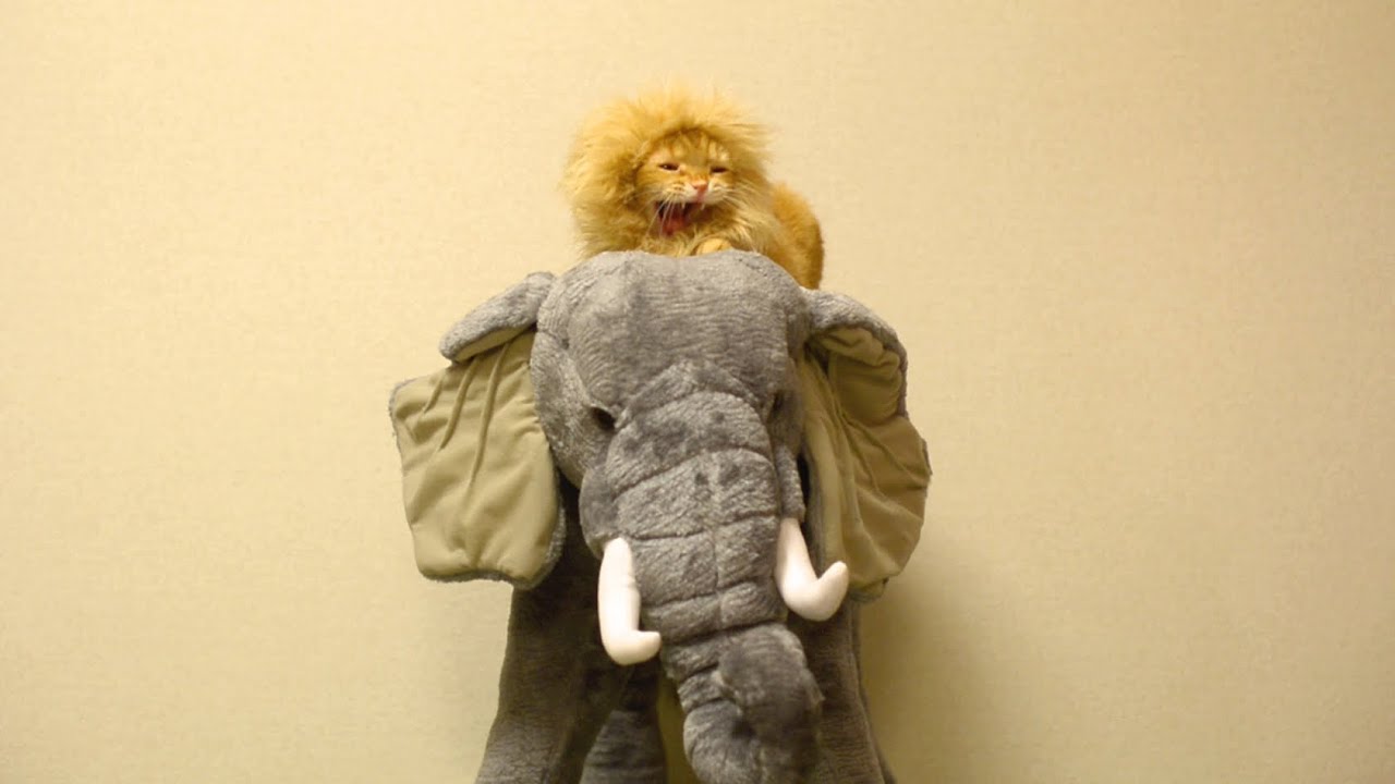 象に乗る猫ライオン Lion Cat to ride on the Elephant - YouTube