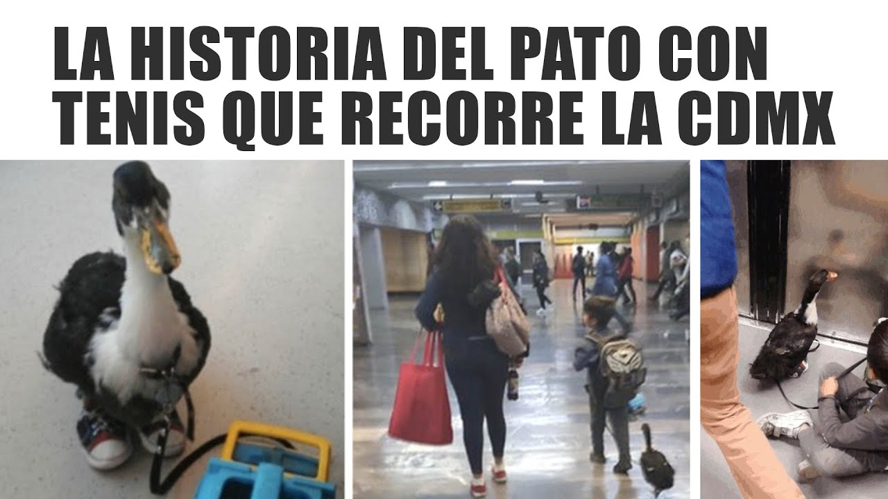 TODO LO QUE SABEMOS DEL PATO CON TENIS - YouTube