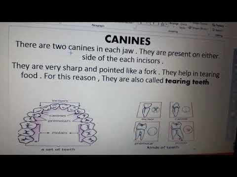 Canines ,There are two canines in each jaw. Science Facts - YouTube