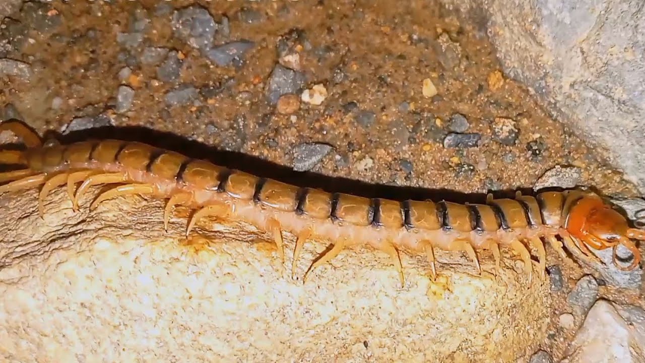 Scary animals!! I caught giant centipede meet praying mantis and unique ...