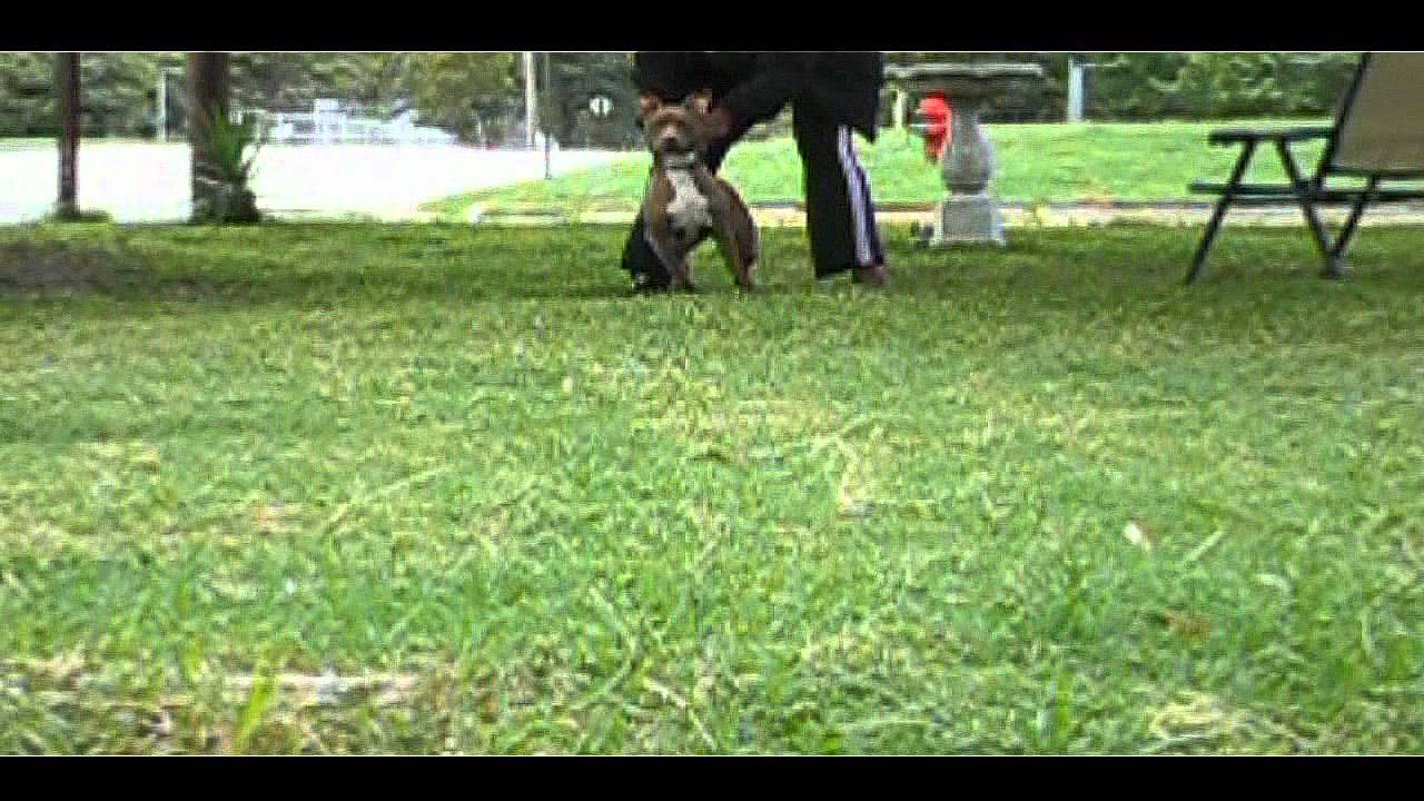 My pit bull kara running in slow motion XD ( young fast pit bull ...