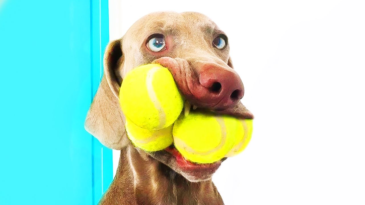 Best Animal Clips #6 | Cutest & Funniest Animal Moments - YouTube