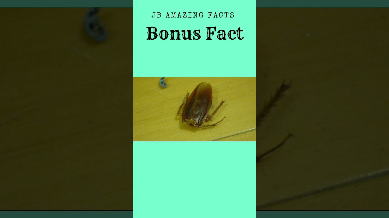 How Much Time Cockroaches Can Live After Their Head Cut Off|# ...
