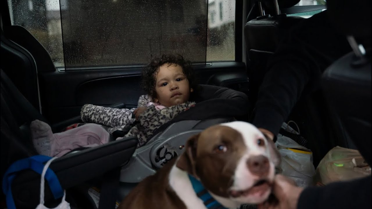 Dog saved baby from crazy nanny - YouTube