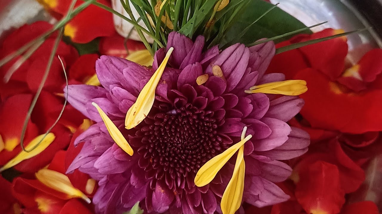 Shuchi Ruchi Kitchen's is live! Hi friends uta ayta yellardu. - YouTube