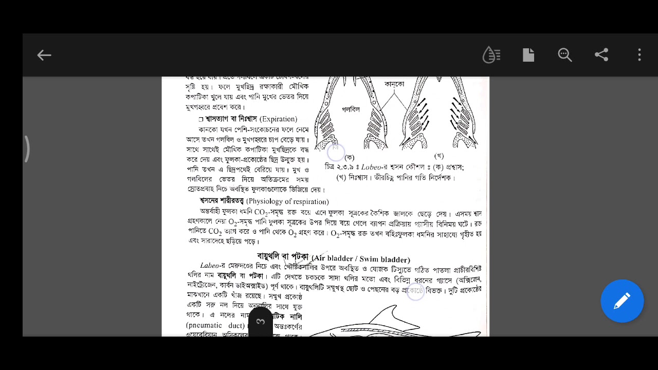 Labeo rohita-4| শ্বসনতন্ত্র, পটকা ও প্রজননতন্ত্র|HSC Zoology_chspter-2 ...