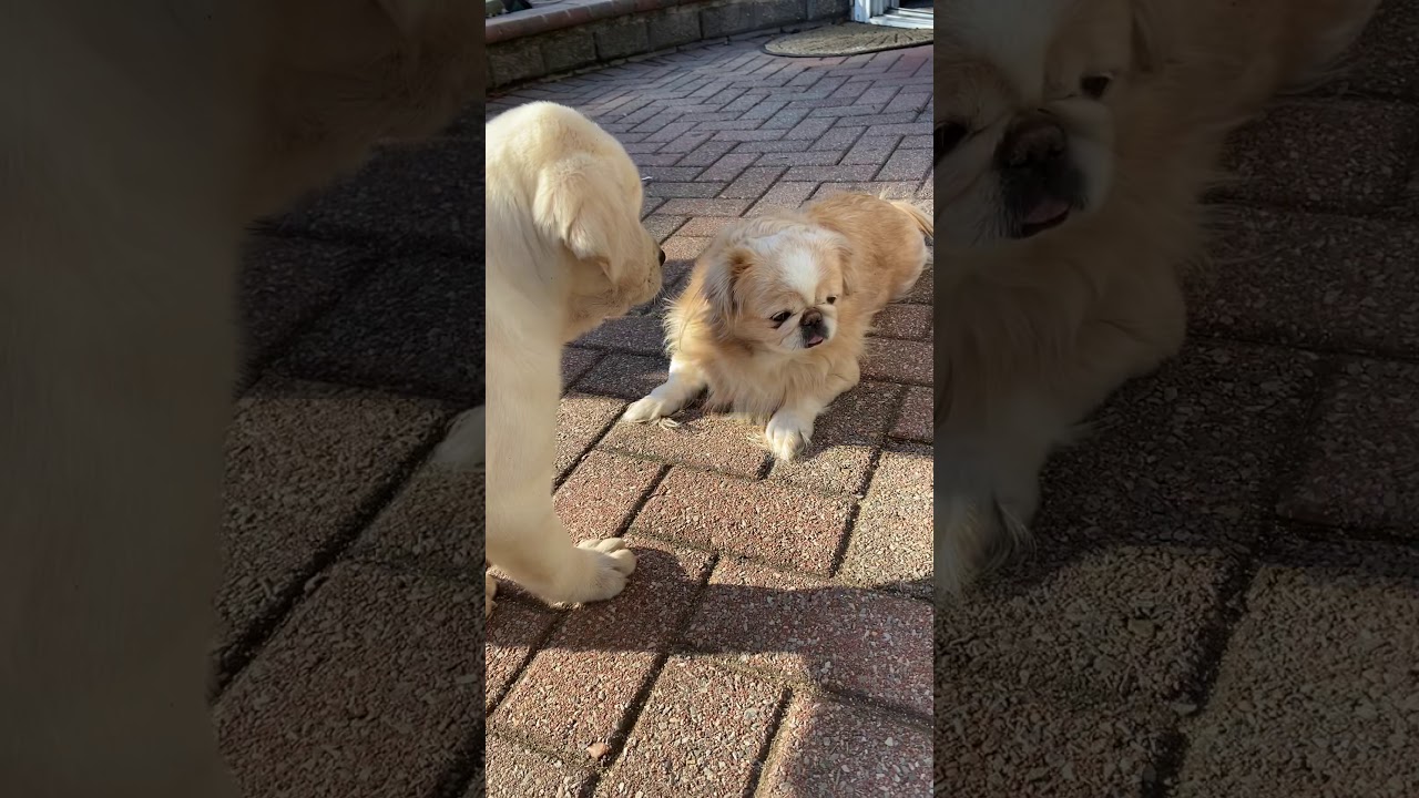 Labrador vs Pekingese - YouTube