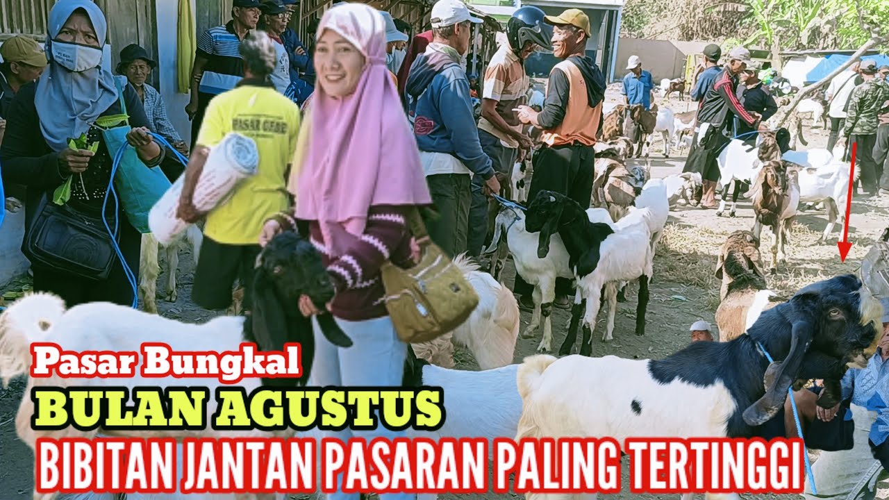 UPDATE TERBARU HARGA KAMBING PEDAGING DAN BLIGON HARI INI PASAR BUNGKAL ...