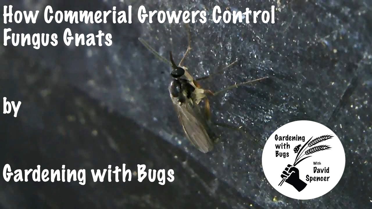 How Commercial Growers Control Fungus Gnats - YouTube