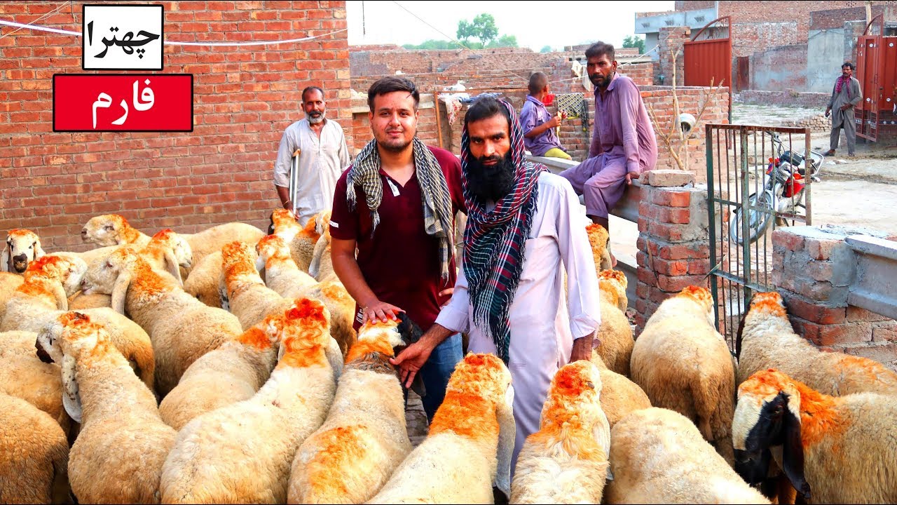 Chatra Farm - Desi Chatray For Qurbani Lahore Bakra Eid 2019 - YouTube