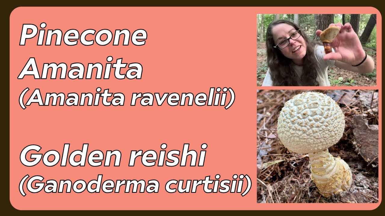 Pinecone Amanita (Amanita ravenelii): Chlorine scented giants & Golden ...