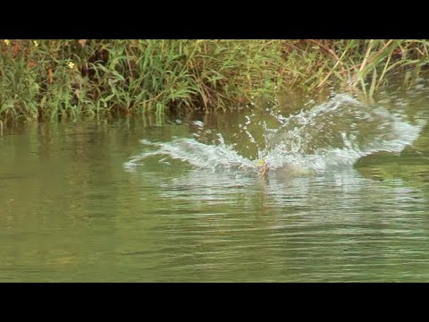 Topwater Spot Tail Bass explosion with the Hoverjet 130F - YouTube