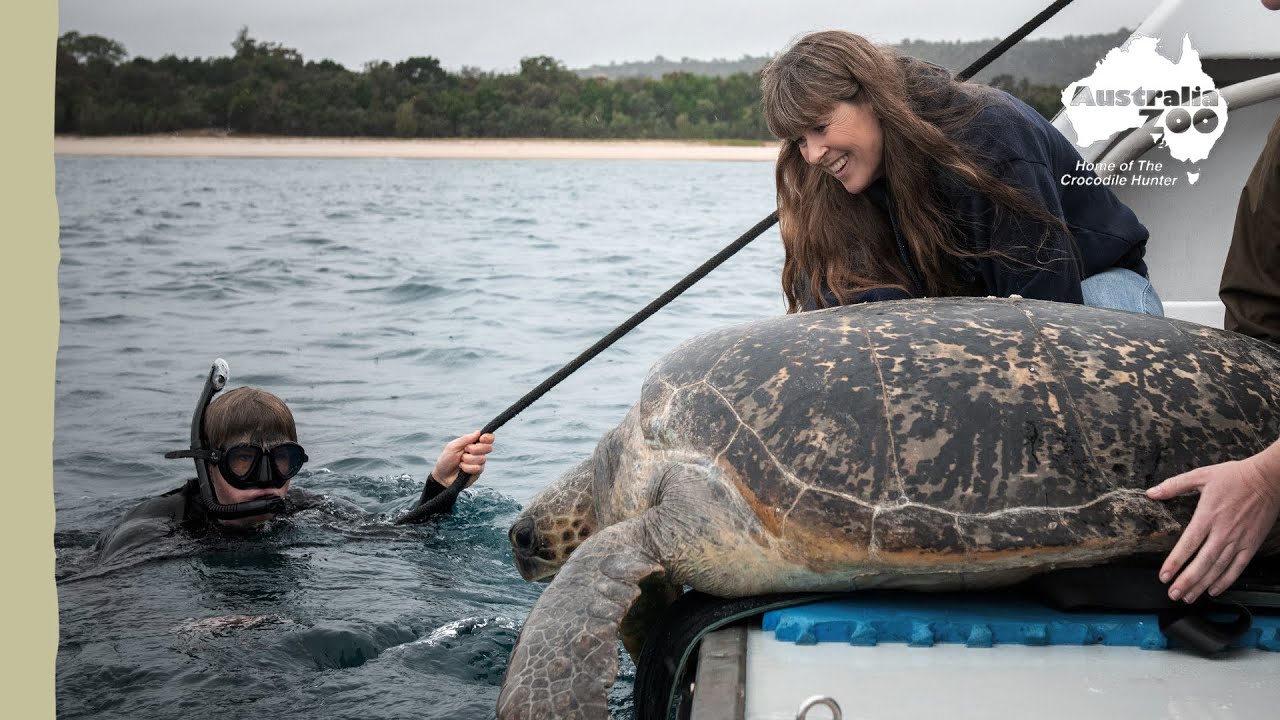 Robert Irwin releases Maggie the turtle into the wild | Irwin Family ...