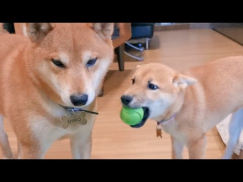 Raya Broke Shiro - YouTube