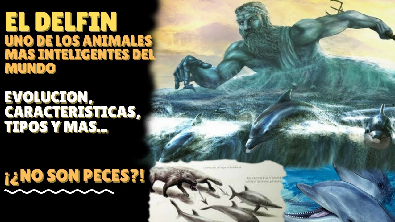 EL DELFIN-UNO DE LOS ANIMALES MAS INTELIGENTES DEL MUNDO (EVOLUCION ...