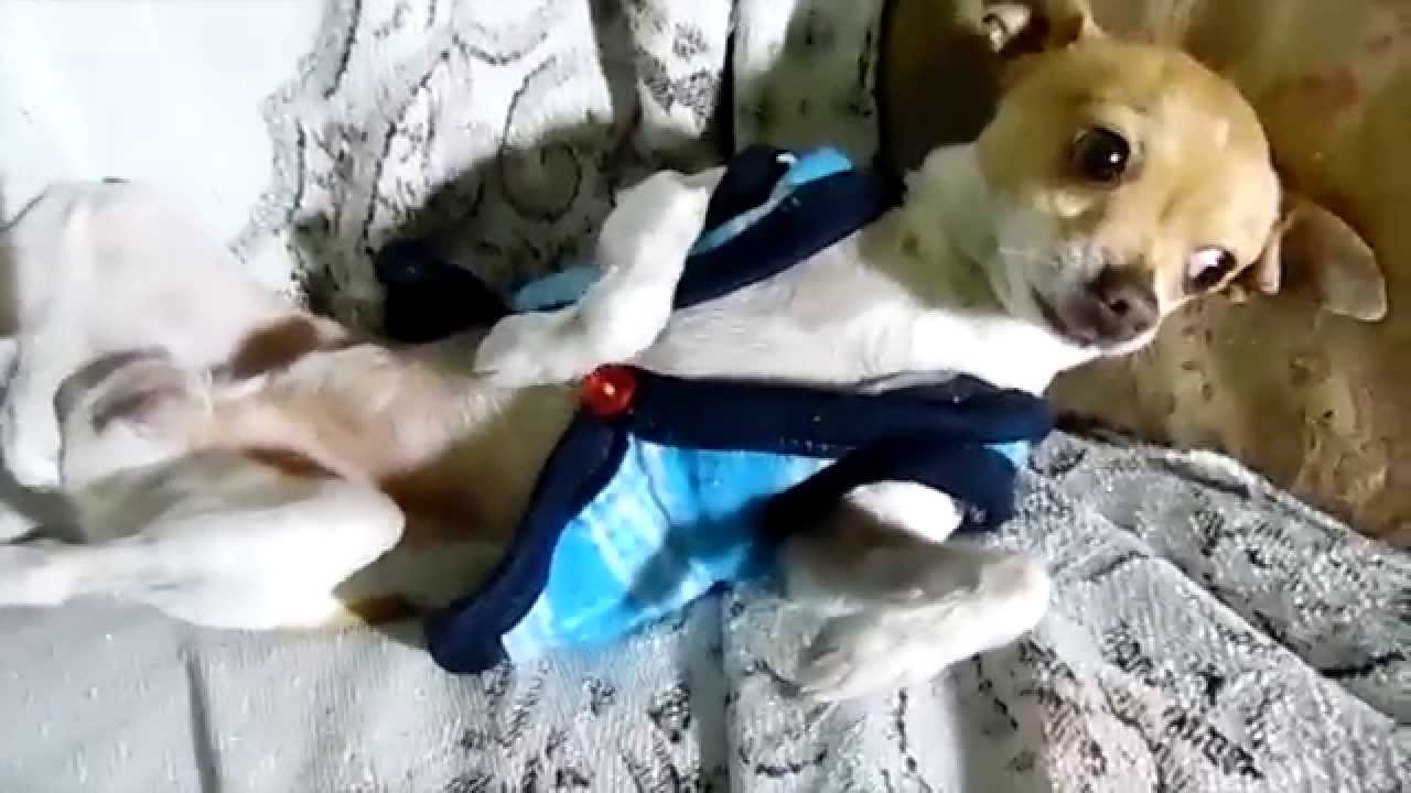 capitulo 1: catdrino y el perro cholo poseido - YouTube