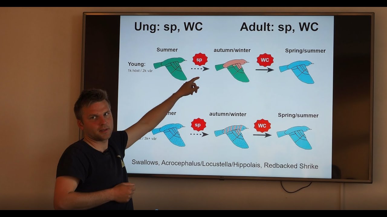 Moult Strategies of Passerines - YouTube