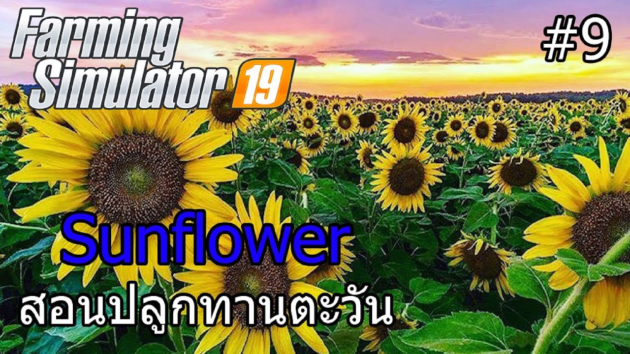 Farming Simulator 19 #9 สอนปลูกทานตะวัน Sunflower - YouTube