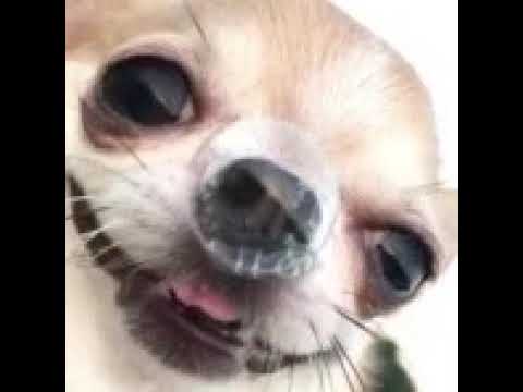 Meme DOG - Devil smile 🤪 - YouTube