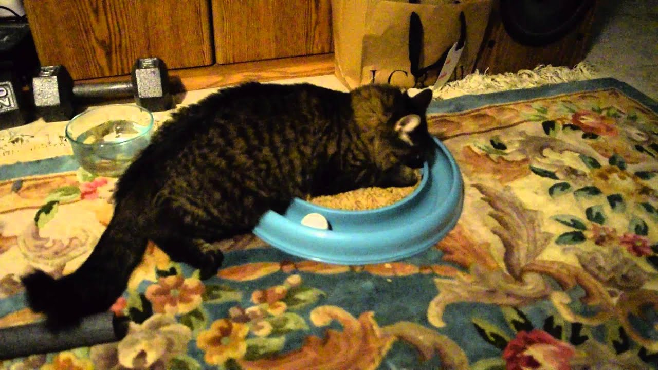 Sniffles the cat breaking in her new toy - YouTube