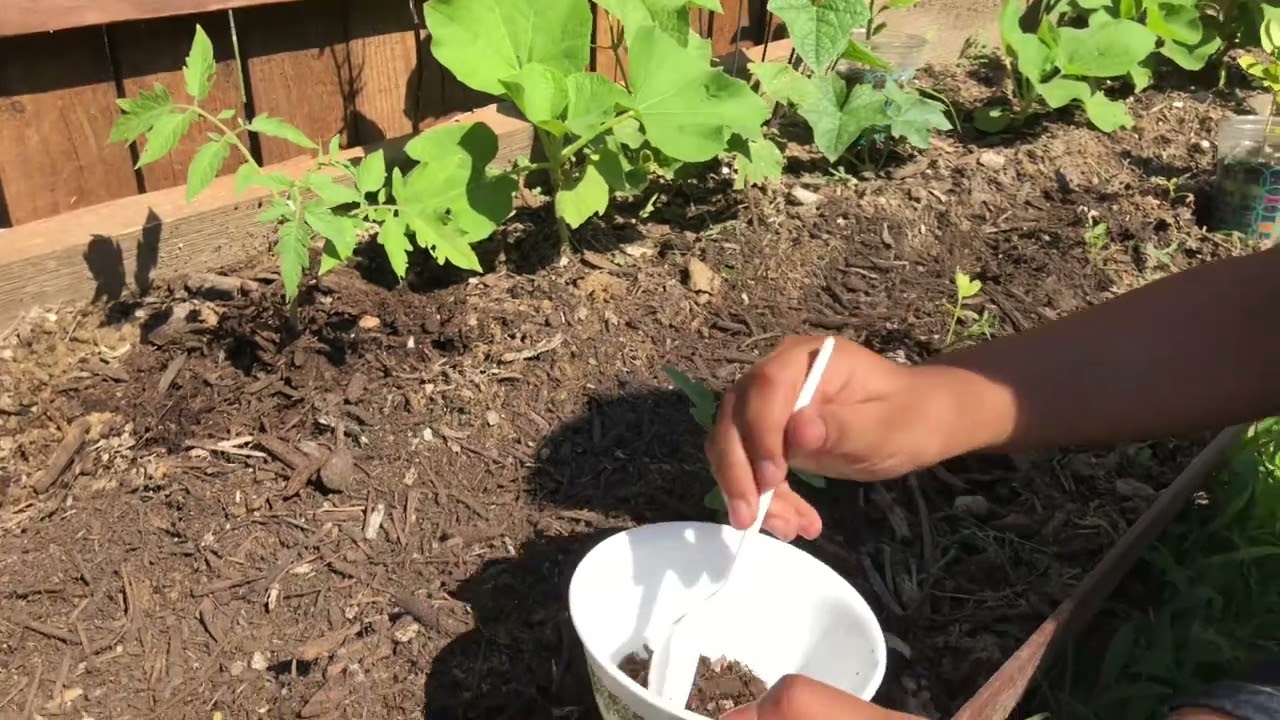 Sowing Amaranth Seeds | Thotakura Seeds - YouTube