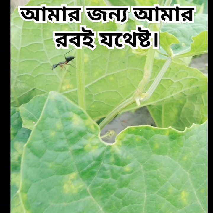 #allah # chara #kuno mabud nei#2024 #duet #r #fish #sura - YouTube
