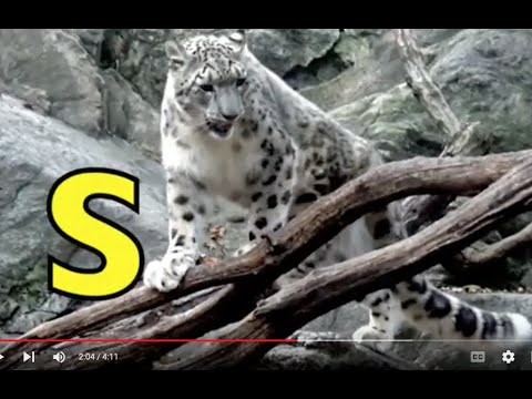 ALPHABET ANIMALS / PHONICS / ALPHABET SONG (Part 79) EDUCATIONAL KIDS ...