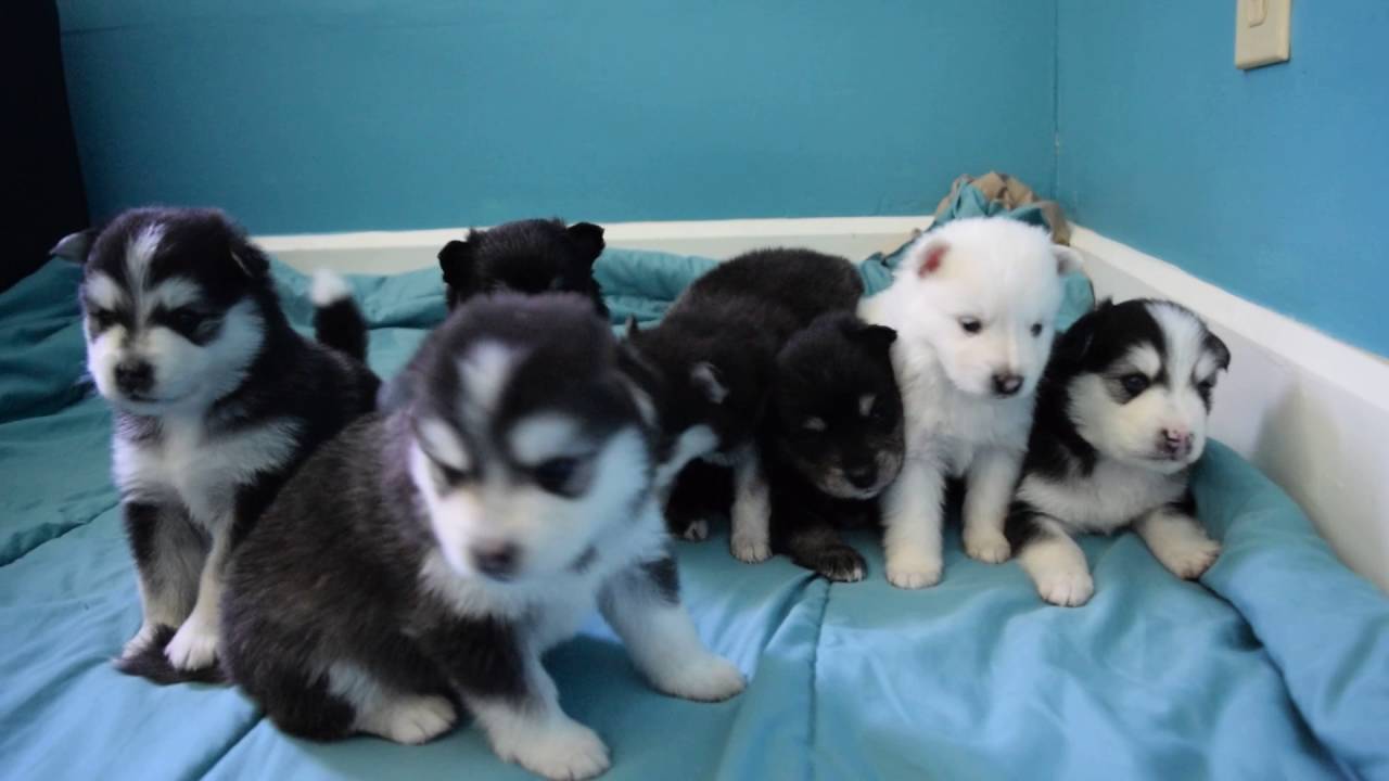 Pomsky Puppies Playing - YouTube