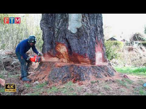 Extreme Large Tree Felling Process in the USA – You Won’t Believe What ...