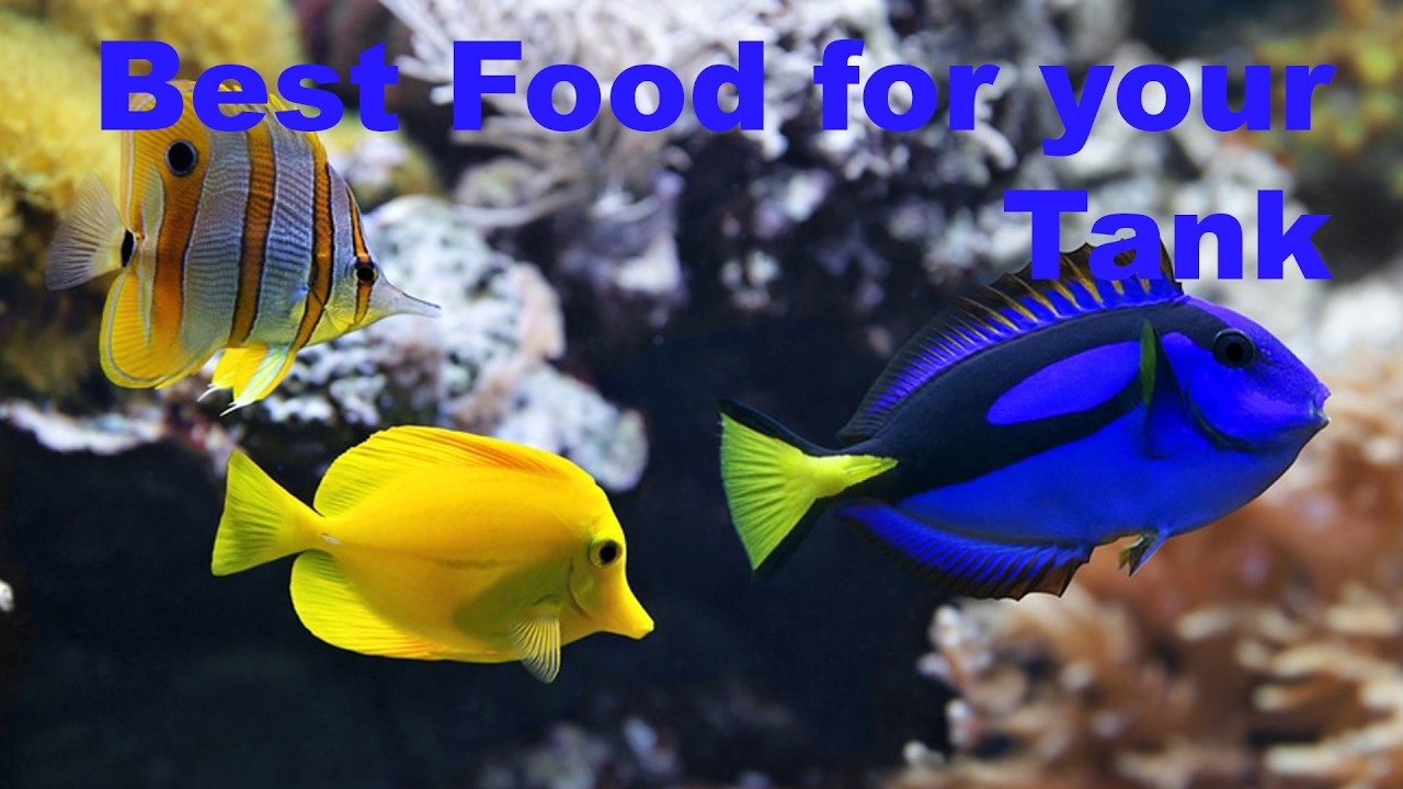 STOP! Wasting Money On Fish Food! Is This The Best Food For Your Reef ...