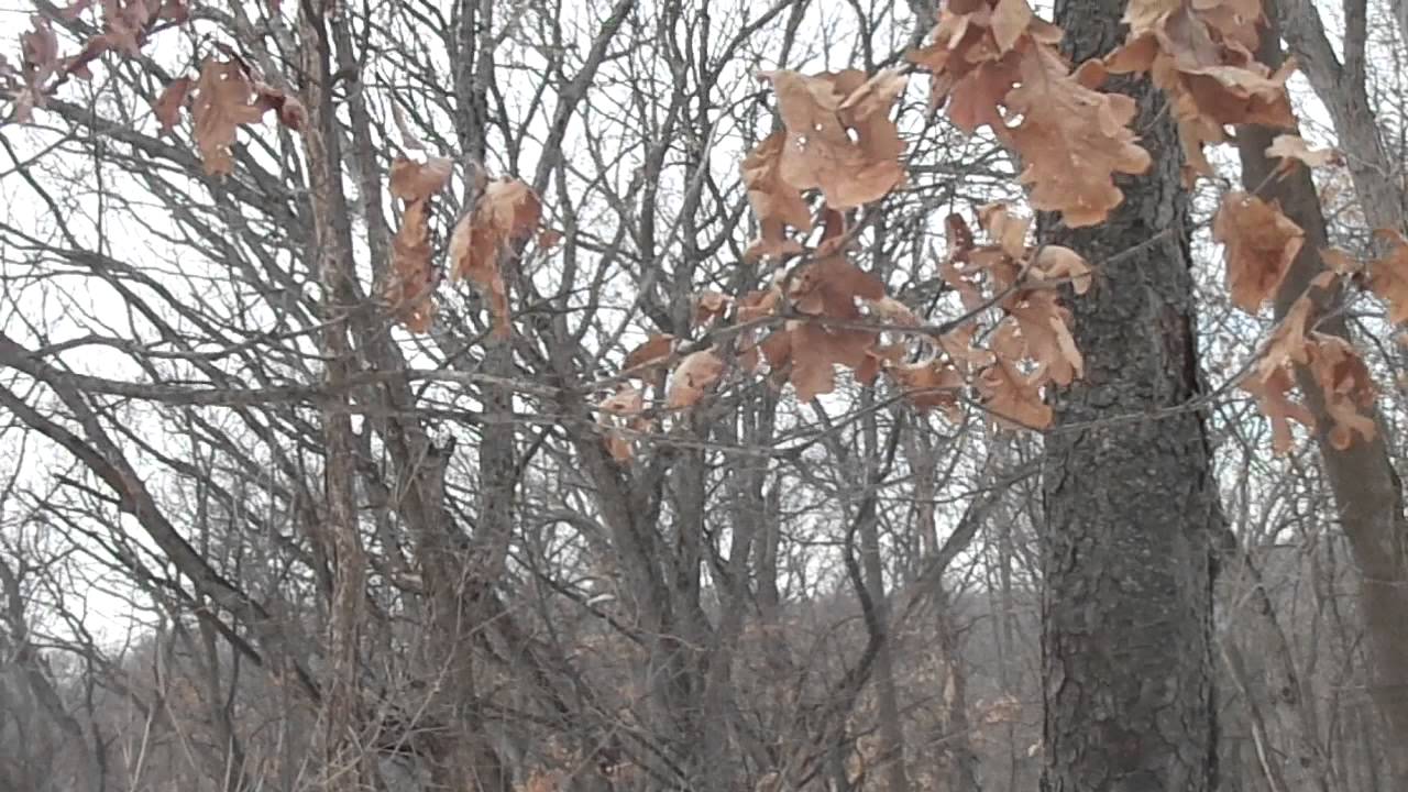 Relaxing Nature Sounds: Wind Blowing & Rustling Leaves (Winter Nature ...