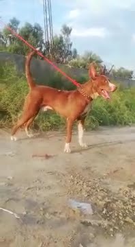 #peshawardogseller pure Walaiti Gultair Male for sale age 1 yaers ...