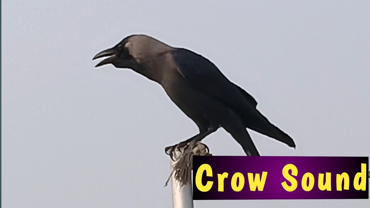 Amazing Crow sound || Crow voice কাকের ডাক || कौआ कि आवाज - YouTube