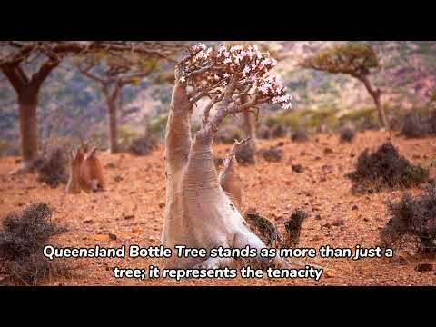 Exploring the Beauty and Significance of the Queensland Bottle Tree